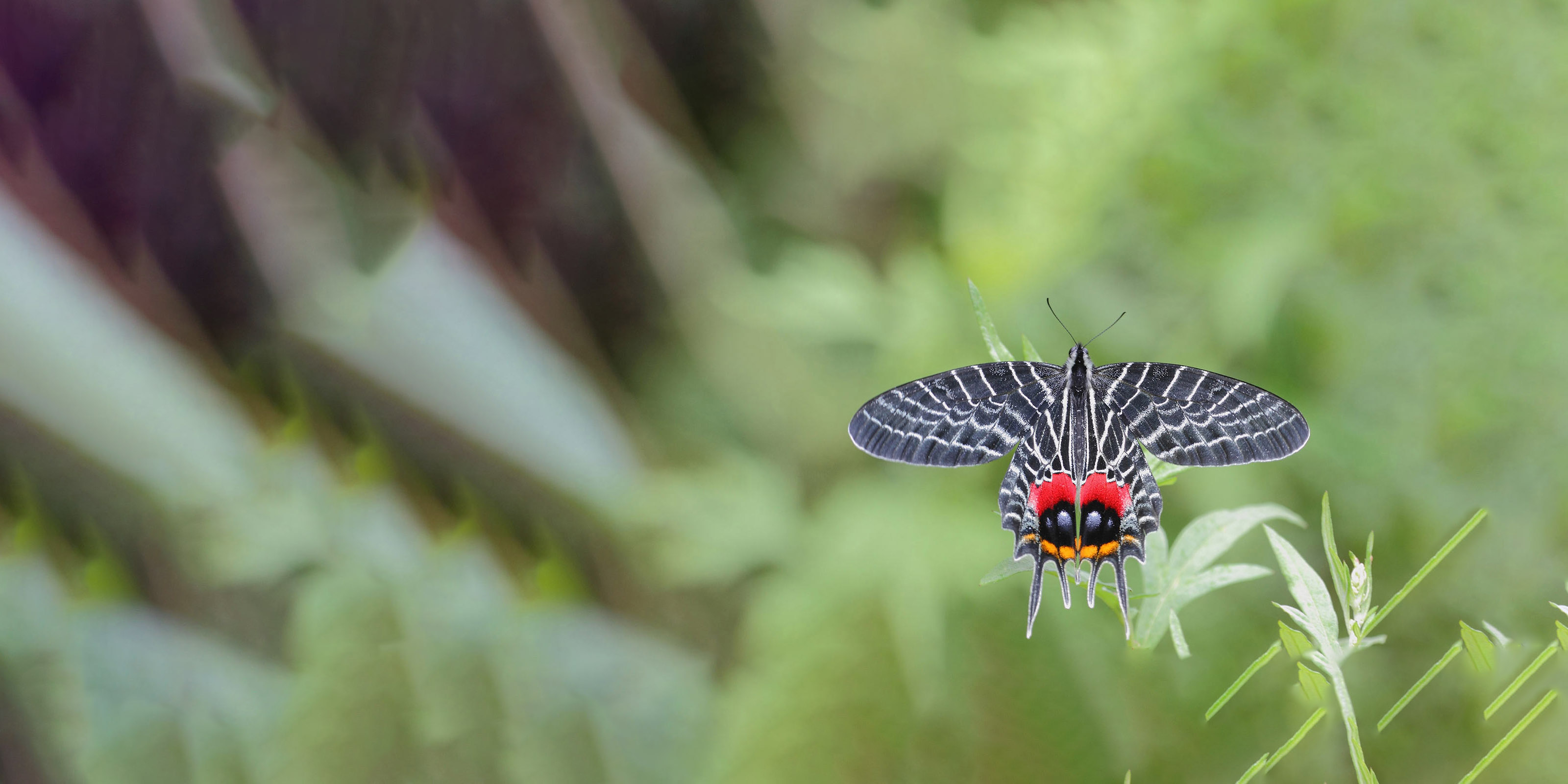 Welcome to the Butterflies of India website! | Butterfly